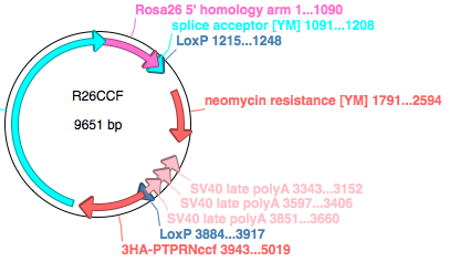 ApE - A Plasmid Editor (software review) - OpenWetWare