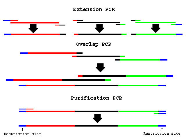 PCR Overlap Extension - OpenWetWare